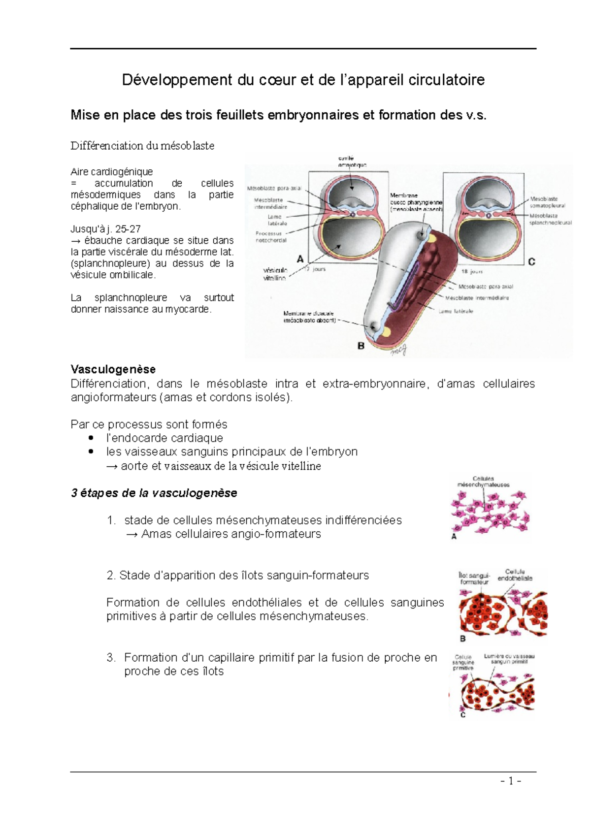 Embryologie - Développement du cœur et de l’appareil circulatoire Mise ...