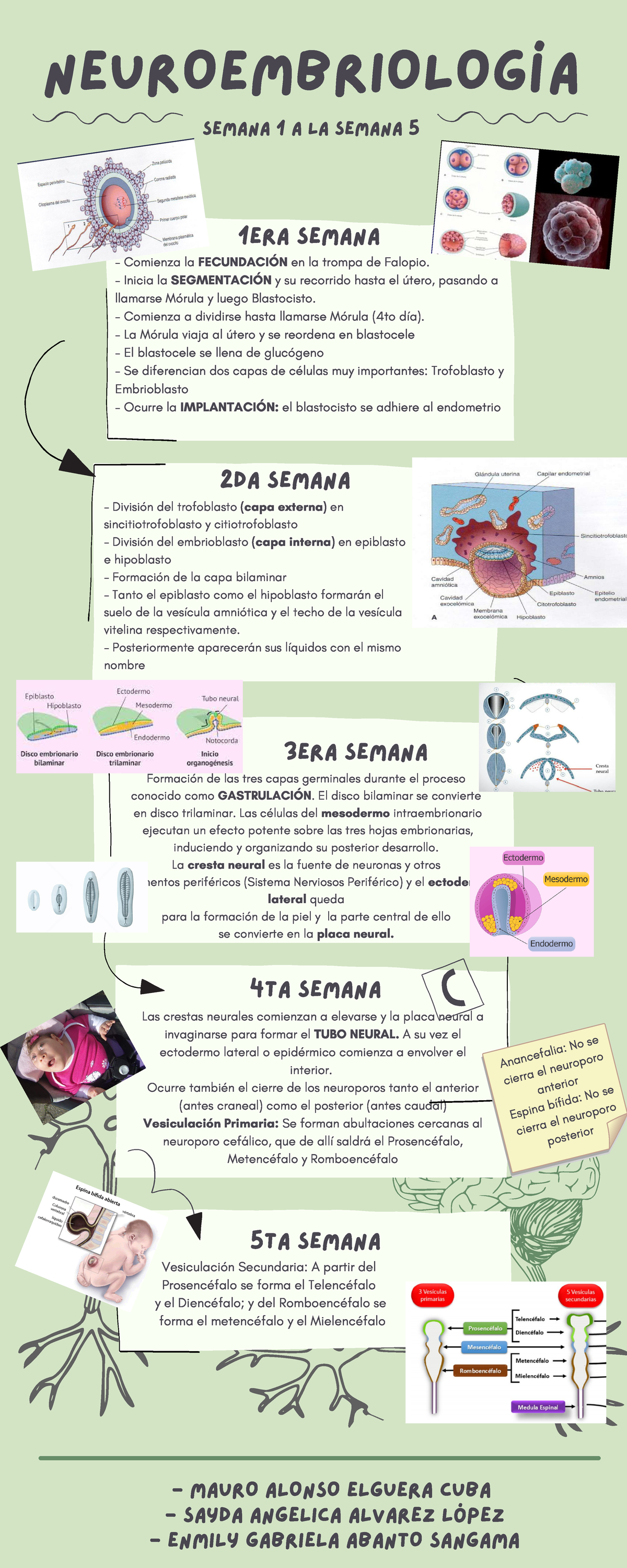 Neuroembriología-Infografía - 5TA SEMANA SEMANA 1 A LA SEMANA 5 ...
