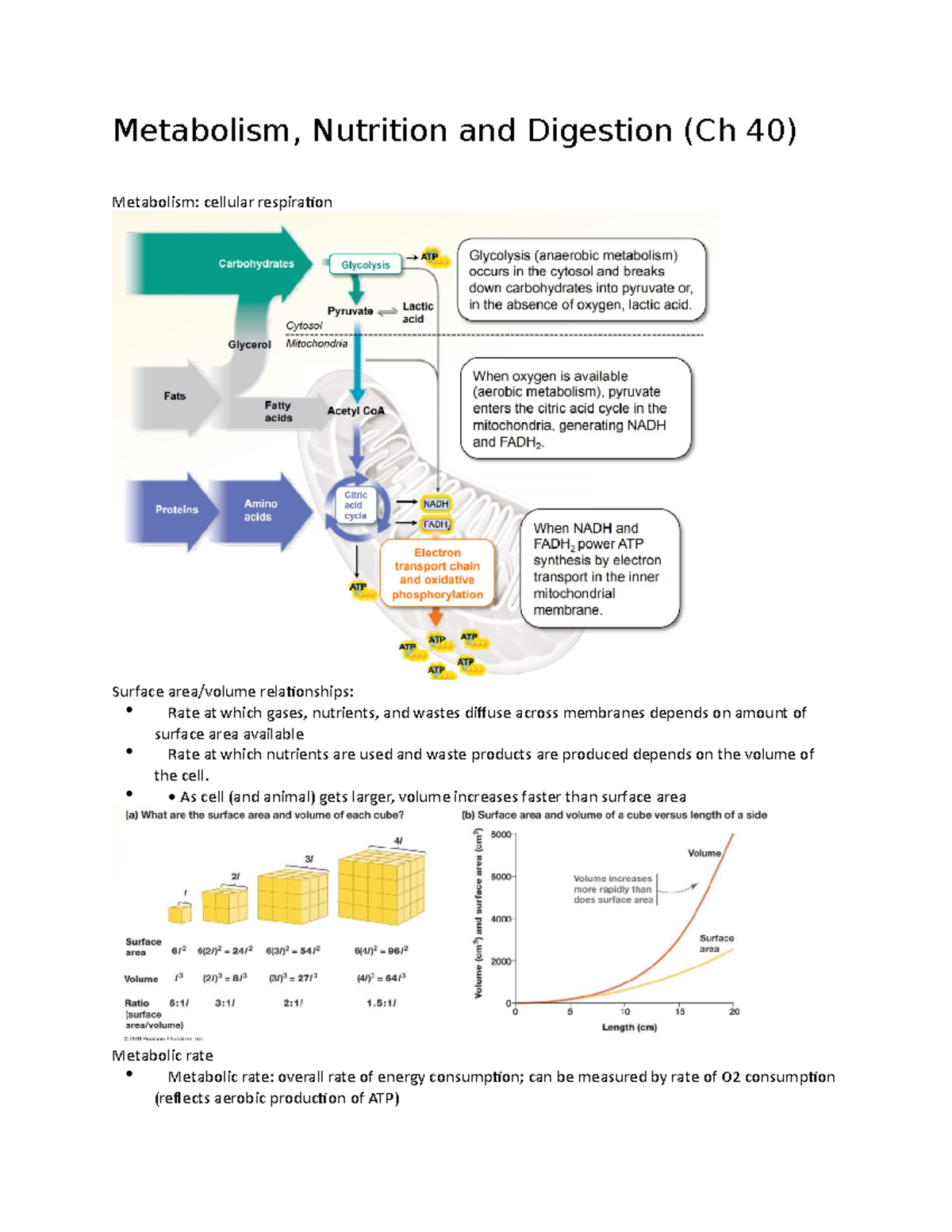 Lecture on Metabolism - Metabolism, Nutrition and Digestion (Ch 40 ...