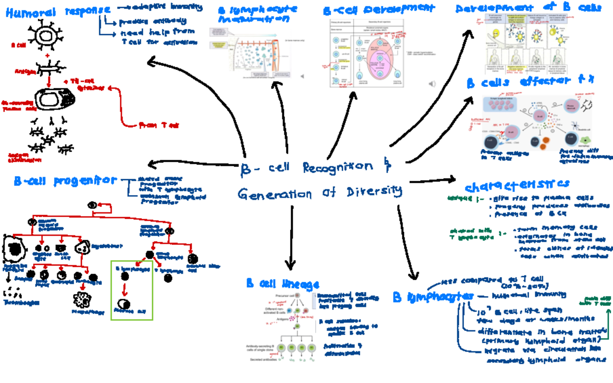 B cells and T cells - Humoralresponse -> adaptiveimmunity B lymphocyte Bell - Studocu