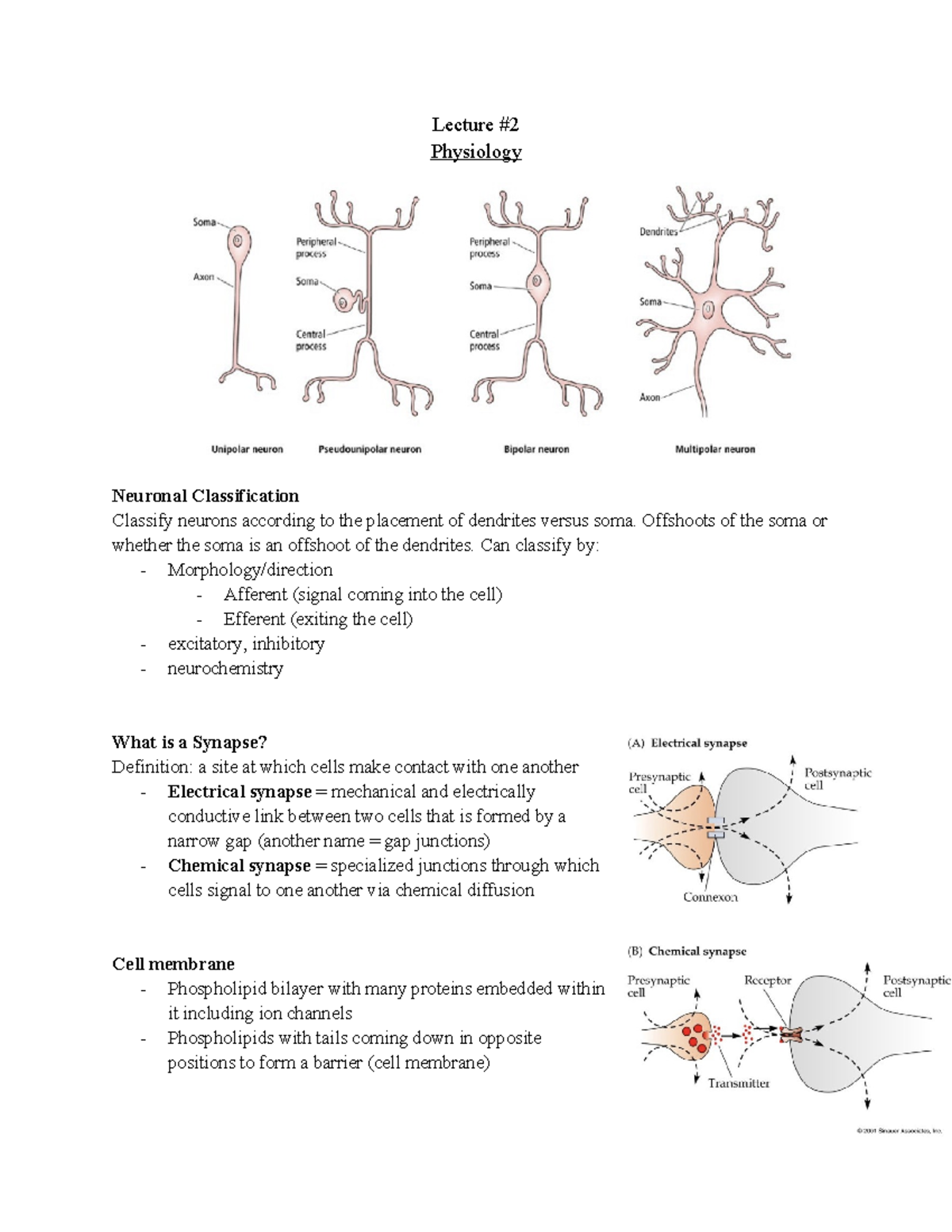 ALL Notes - Lecture material - Lecture Physiology Neuronal ...