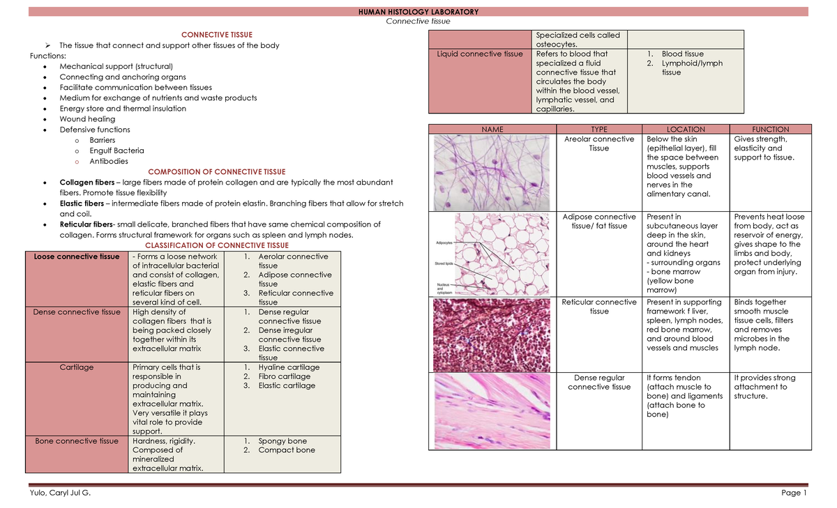 Connective Tissue midterms - HUMAN HISTOLOGY LABORATORY Connective ...