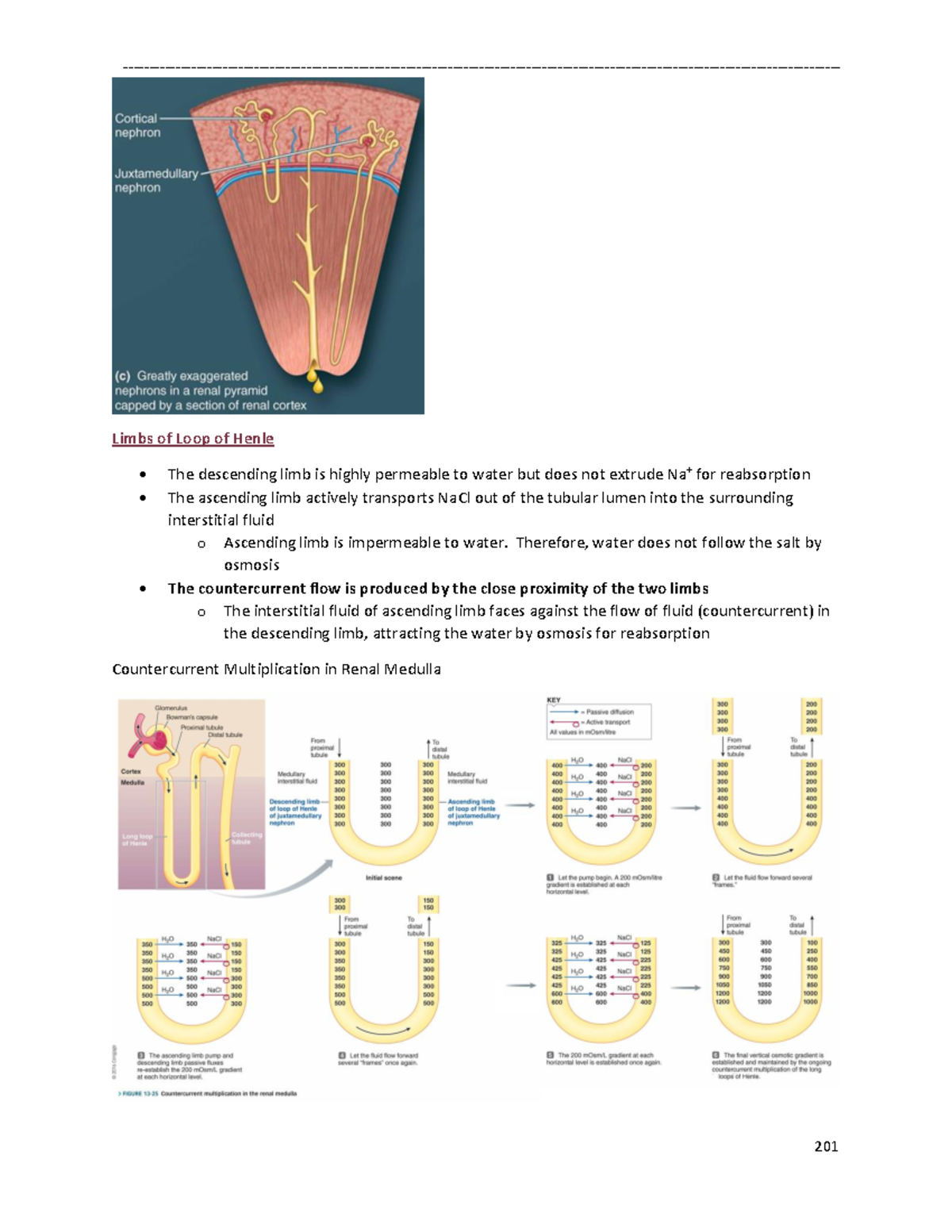 Human Physiology II Notes - Part 11 - Limbs of Loop of Henle The ...