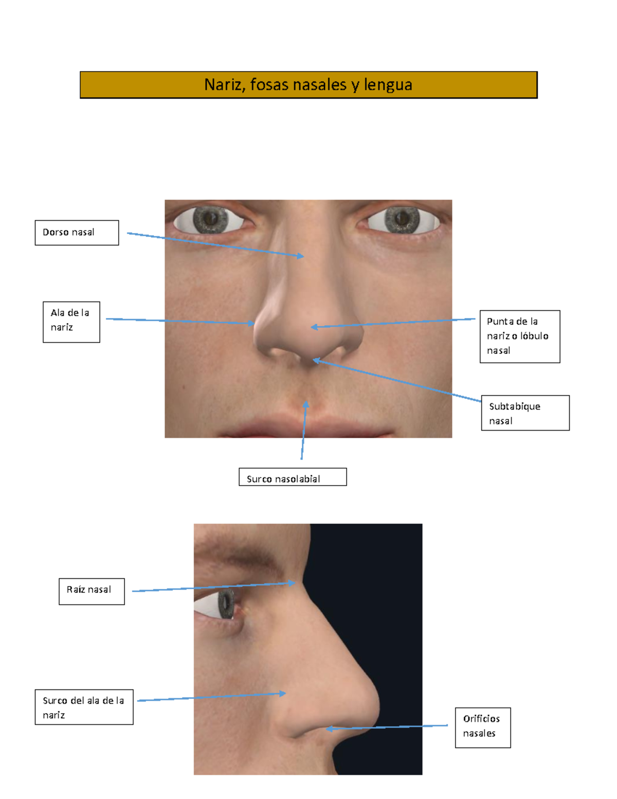 Cavidad nasal y lengua - Nariz, fosas nasales y lengua Ala de la nariz ...