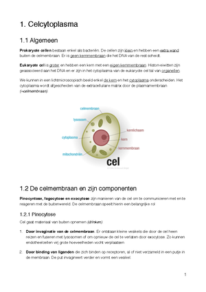 Histologie samenvatting spierweefsel -> skeletspierweefsel - Histologie ...