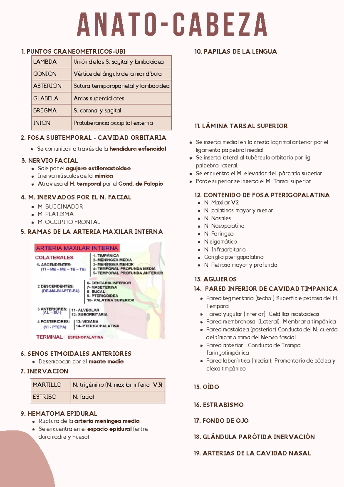 Cabeza - teoría - LAMBDA Unión de las S. sagital y lambdoidea GONION ...