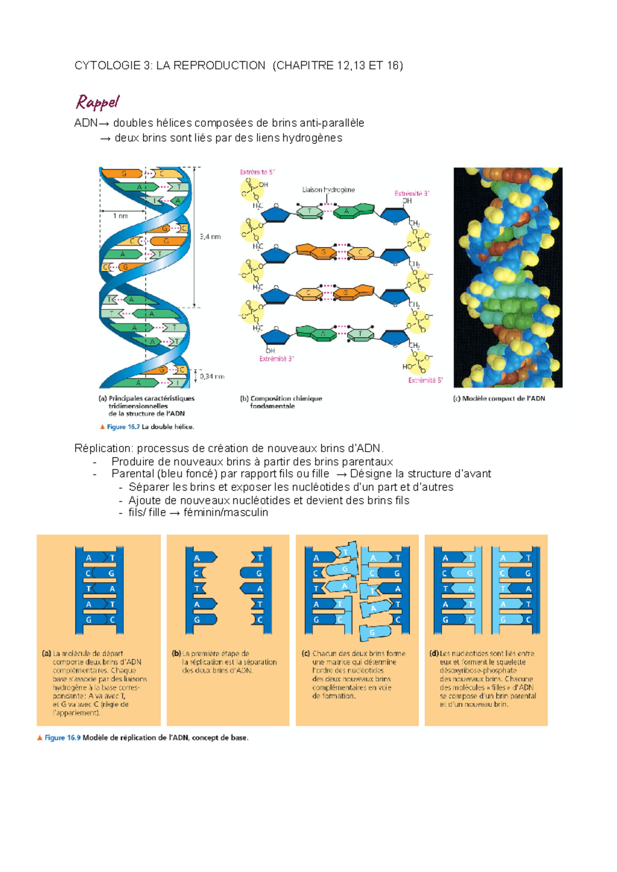 BIO 5 Cytologie 3-3 rewritten and summarized - ####### CYTOLOGIE 3: LA ...
