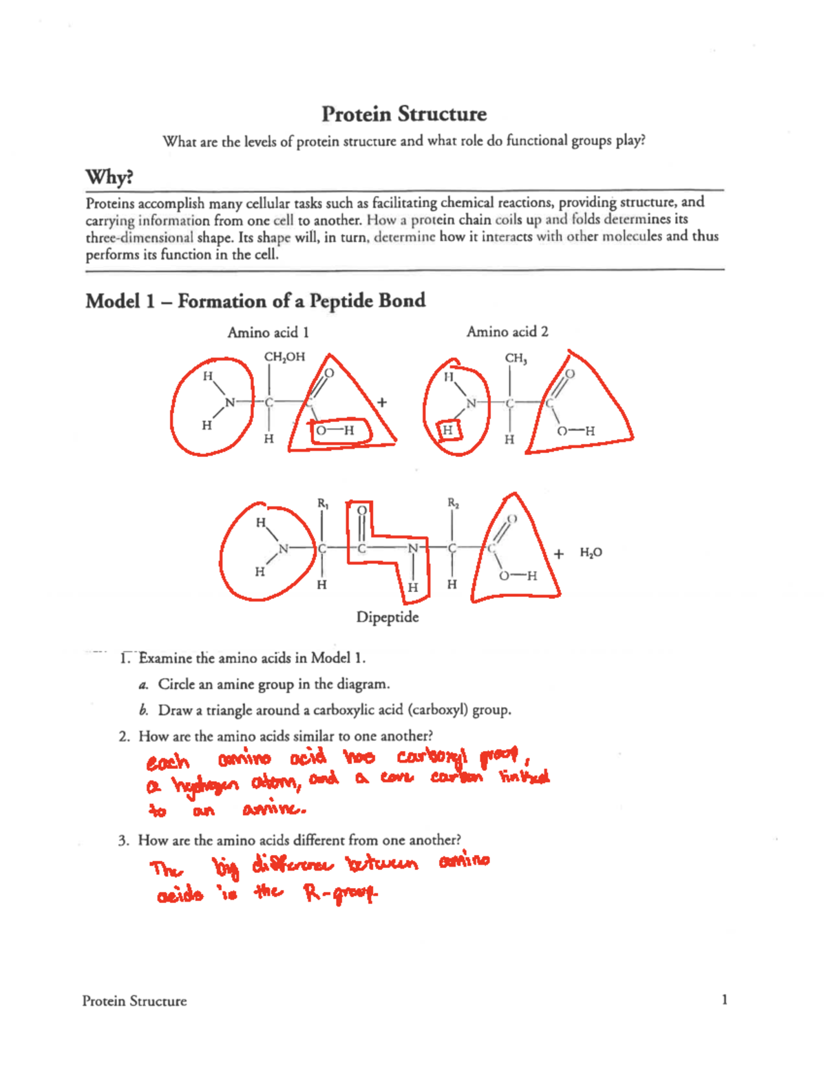 BIO181+Protein+Structure+Worksheet - 0 00 030 each amino acid has ...