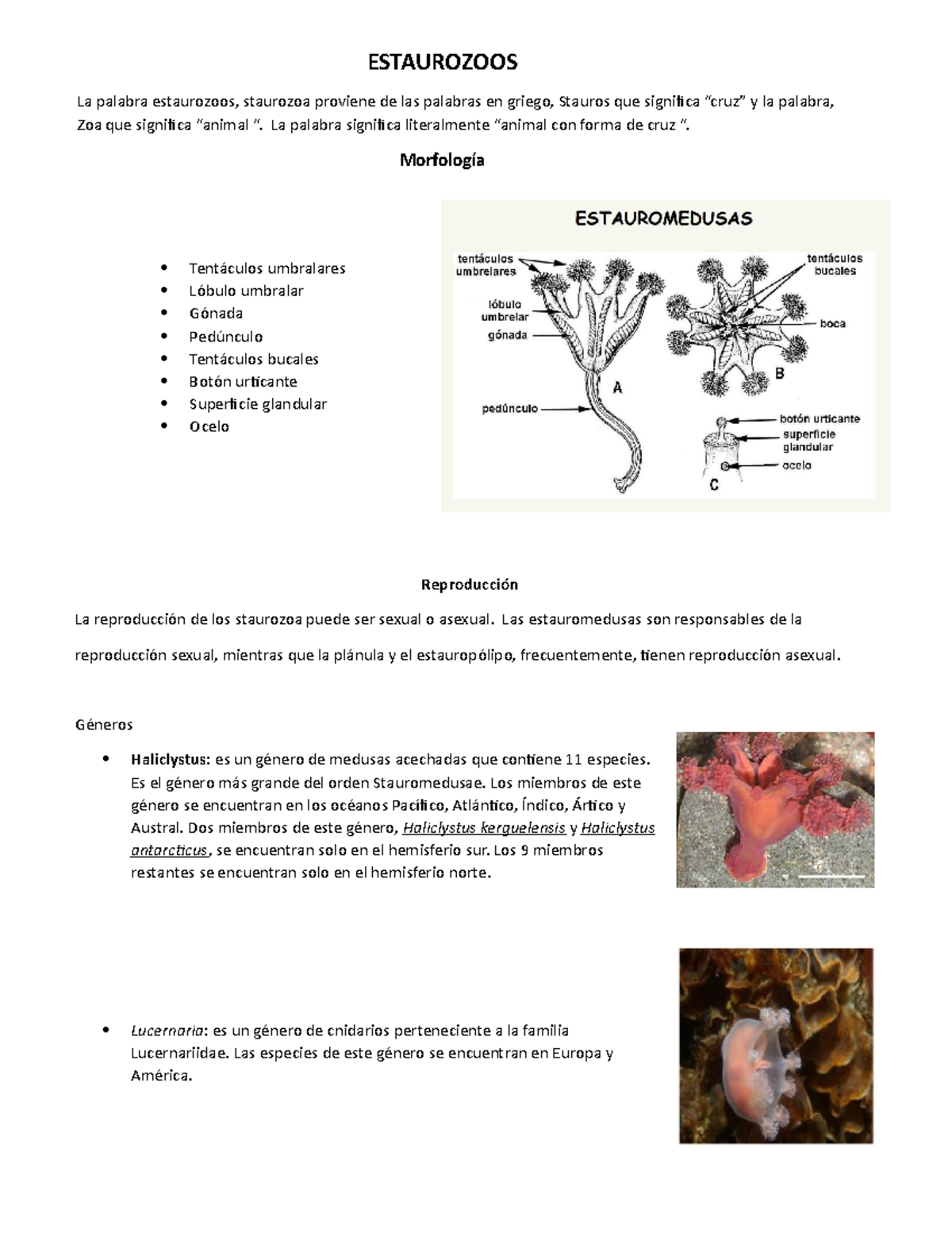 Estaurozoos - ESTAUROZOOS La palabra estaurozoos, staurozoa proviene de ...