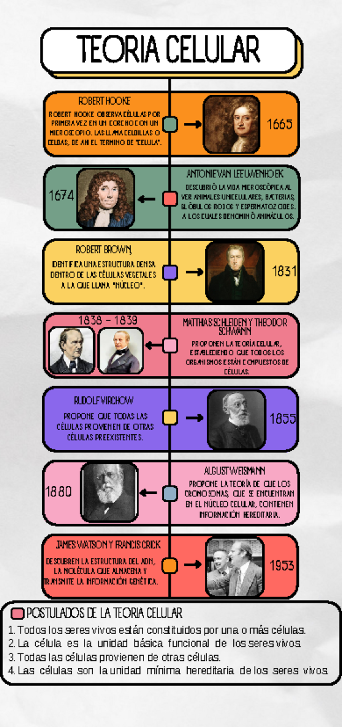 Linea de tiempo Teoria Celular - 1665 ROBERT HOOKE OBSERVA CÉLULAS POR ...