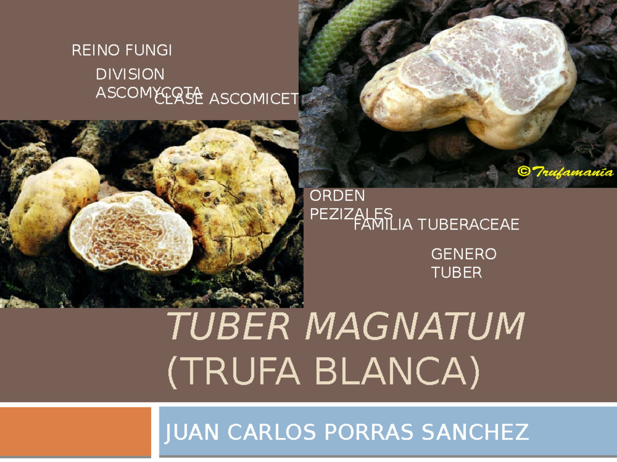 Trabajo tutorial - Seminario de 5 minutos - REINO FUNGI DIVISION ...