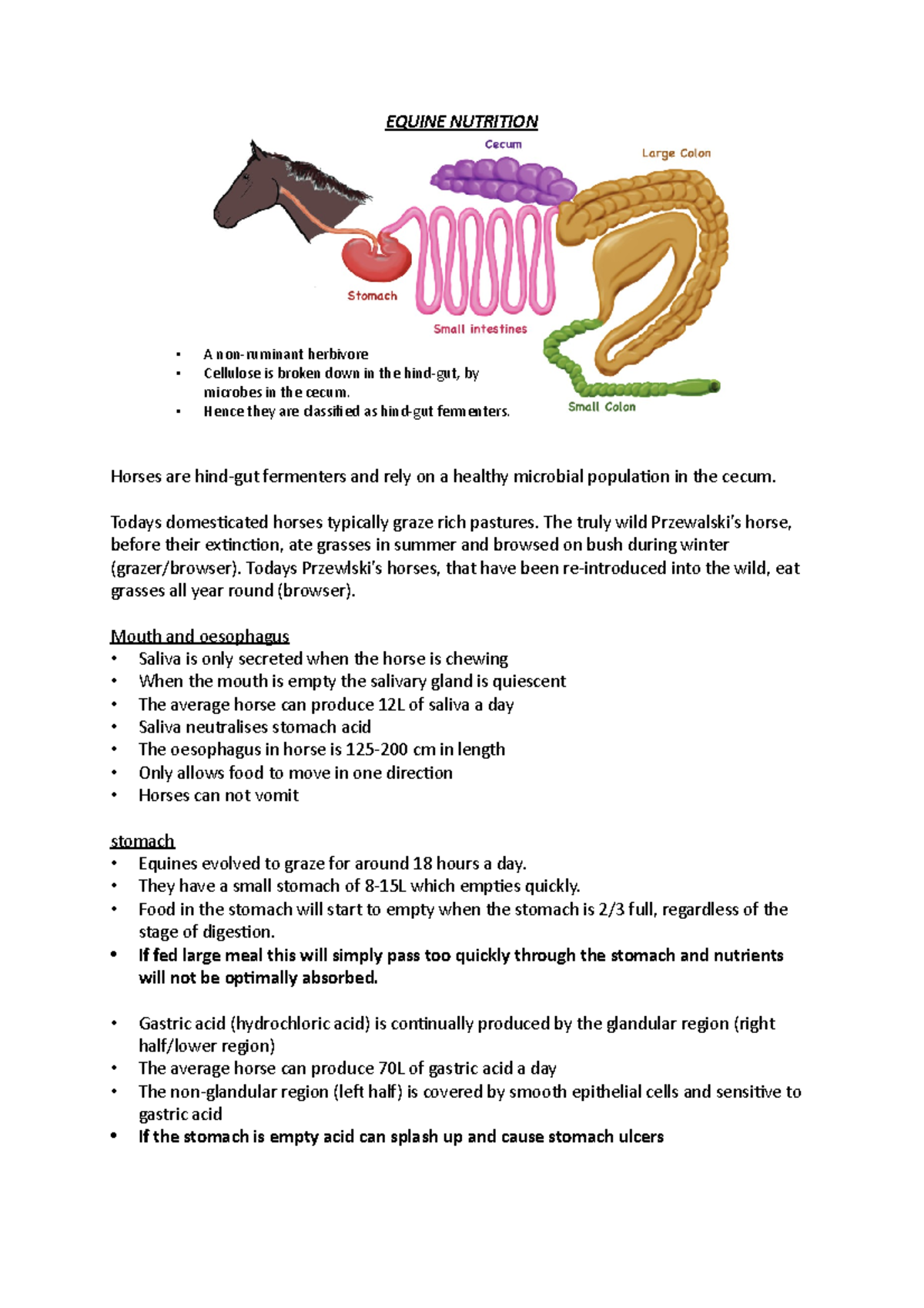 Equine Nutrition - simon - EQUINE NUTRITION Horses are hind-gut ...