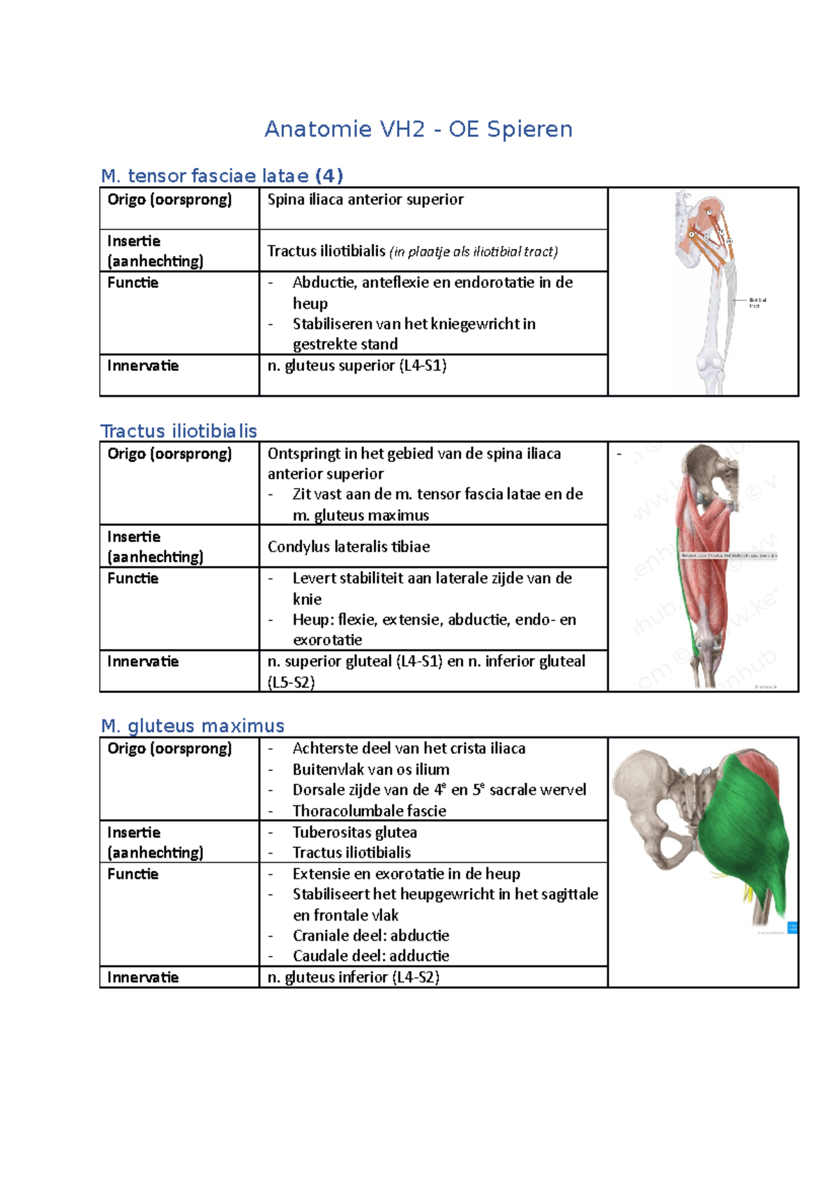 Onderste Extremiteit spieren - Anatomie VH2 - OE Spieren M. tensor ...