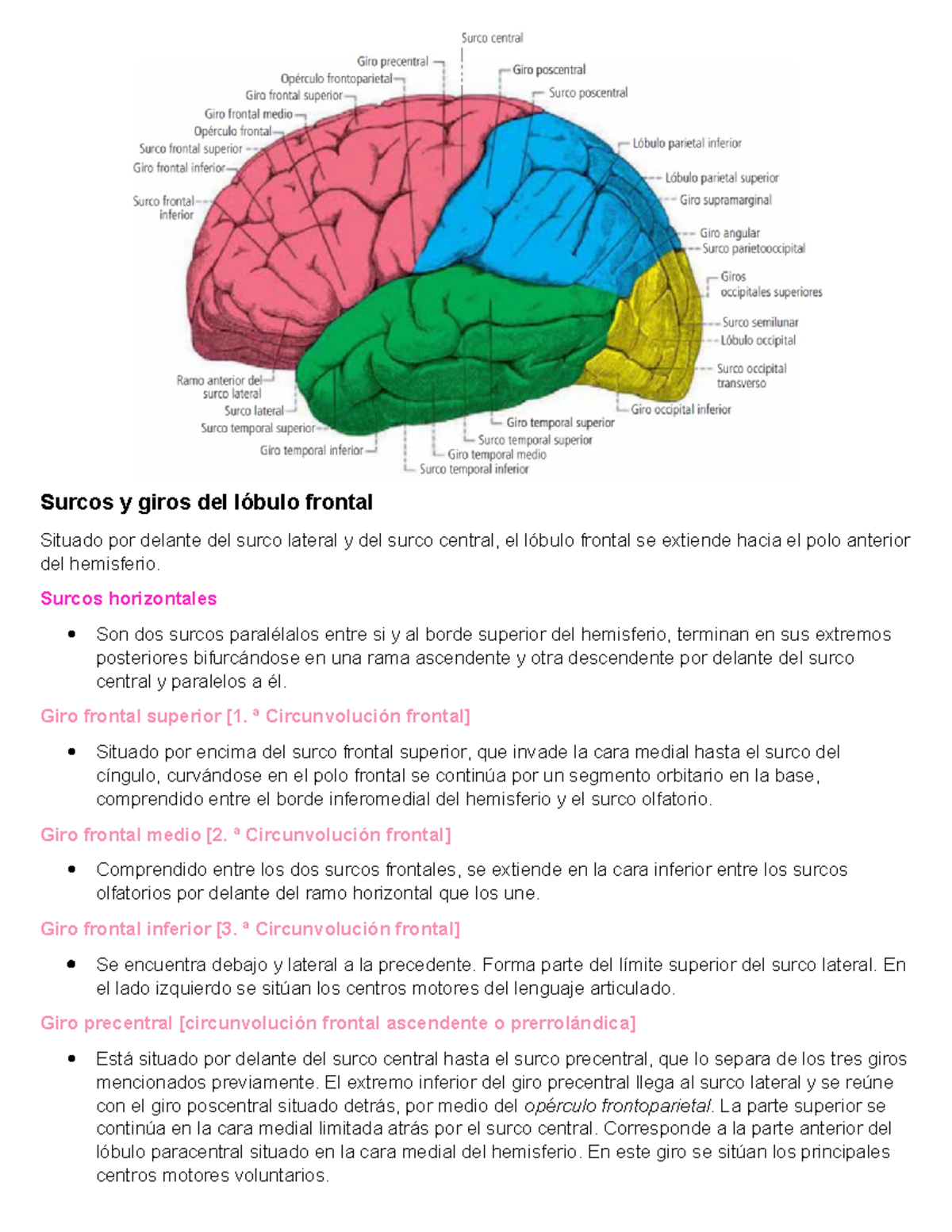 Surcos y giros l lobulo fronatal - Surcos y giros del lóbulo frontal ...