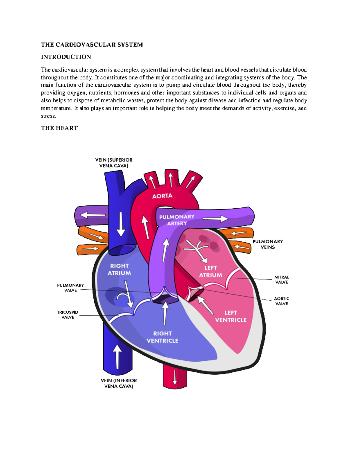 THE Cardiovascular System - THE CARDIOVASCULAR SYSTEM INTRODUCTION The ...