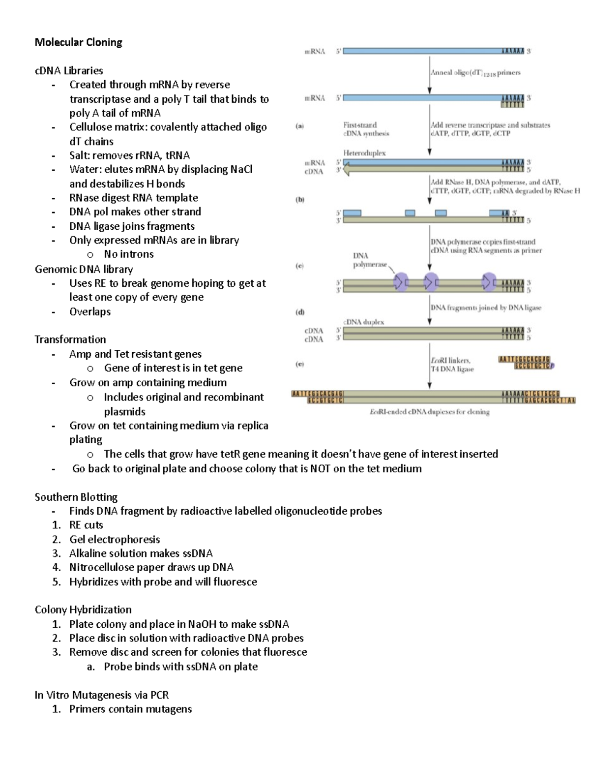 2B03 Notes for Dr - Molecular Cloning cDNA Libraries - Created through ...