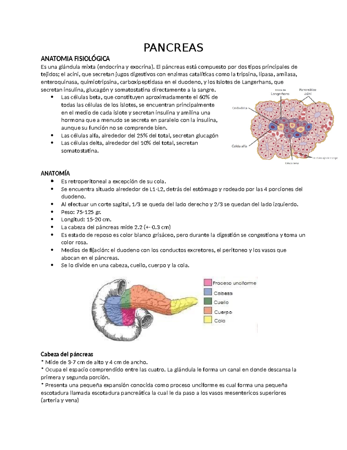 Pancreas y Glandula Suprarrenal - PANCREAS ANATOMIA FISIOLÓGICA Es una ...