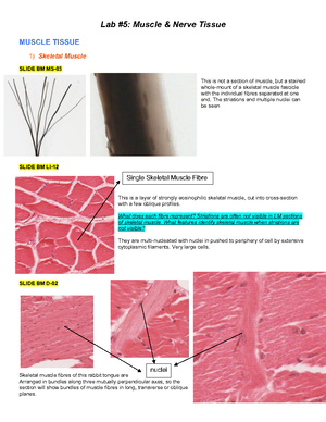 Lab #6 Part 1 Cardiovascular System - Lab #6: Cardiovascular System ...