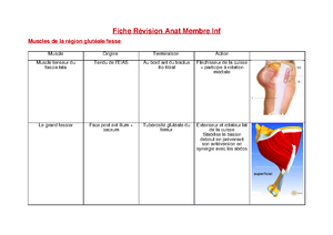 Les muscles du membre inférieur - LES MUSCLES DU MEMBRE INFÉRIEUR I ...
