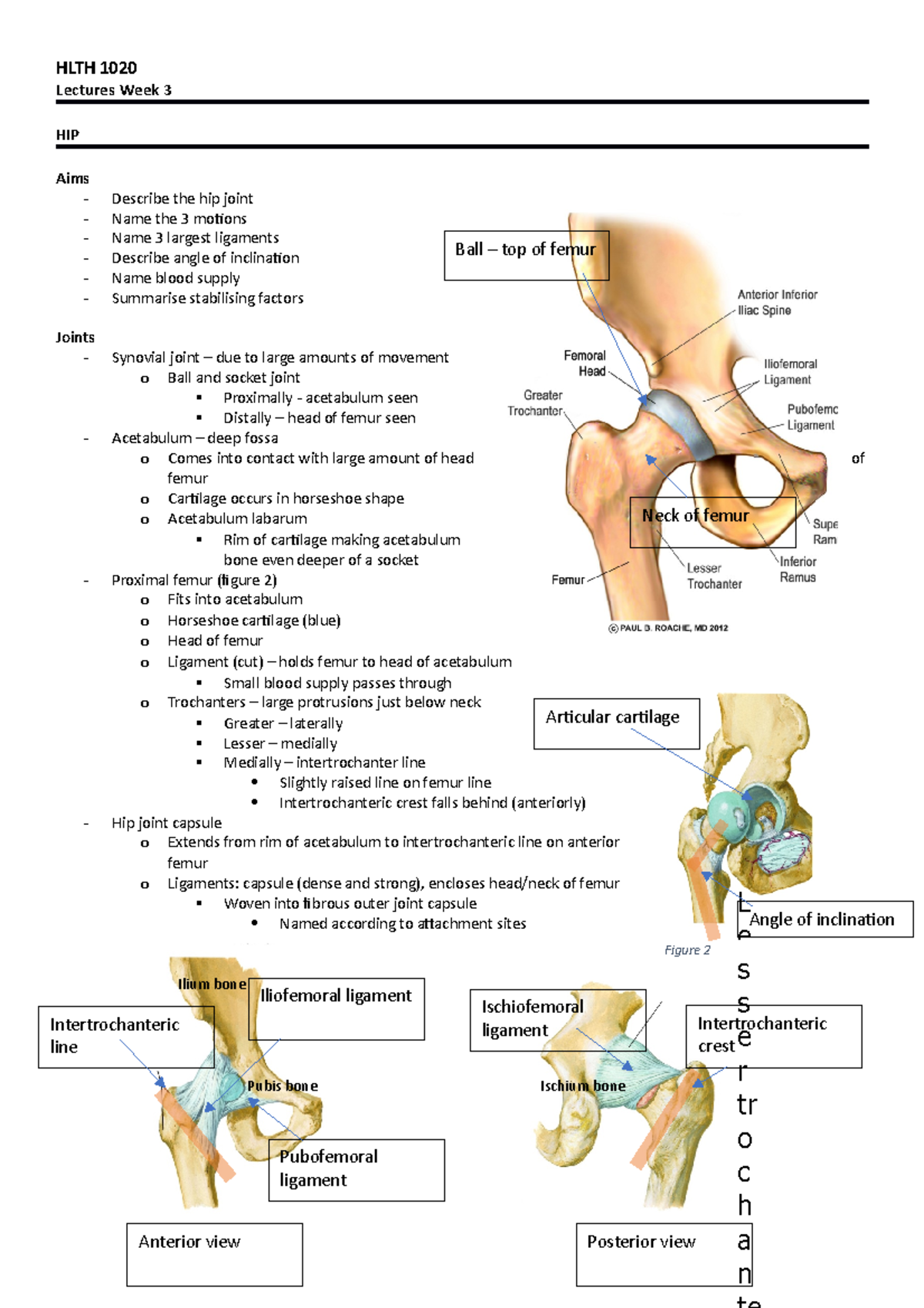 Week 3 - work - L e s s e r tr o c h a n HLTH 1020 Lectures Week 3 HIP ...