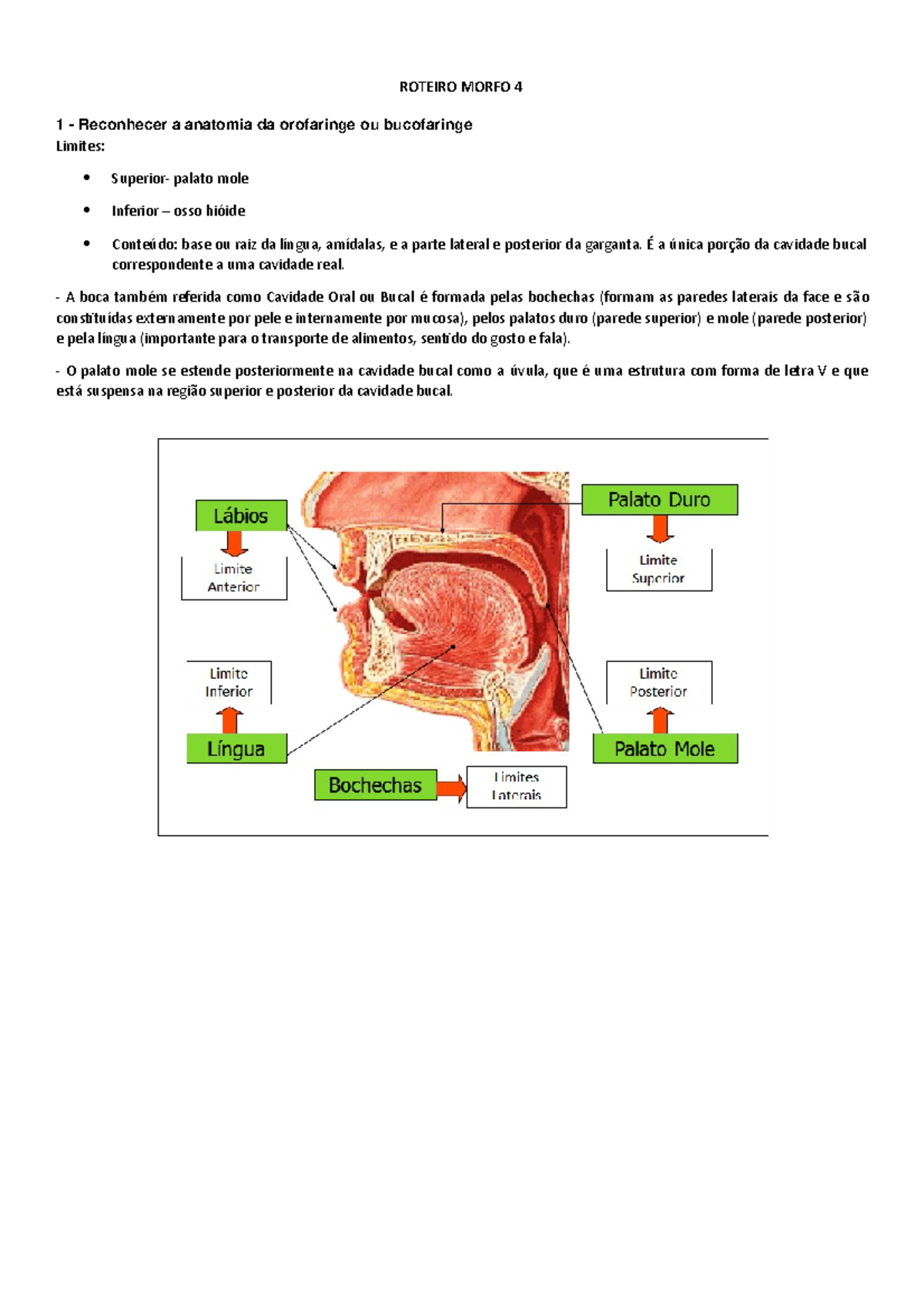 Roteiro Morfo 4 - Relatório de tutoria sobre o tema de anatomia da ...