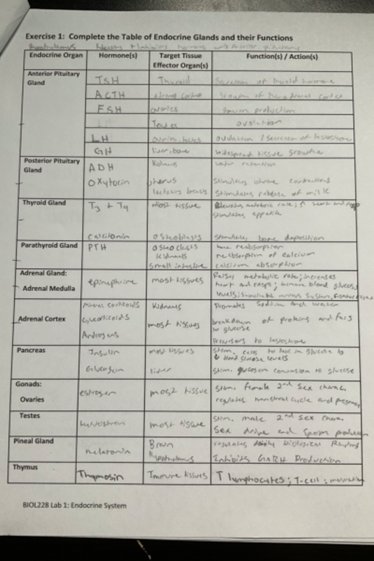 Endocrine system - In this lab, you will learn the target cells/ organs ...