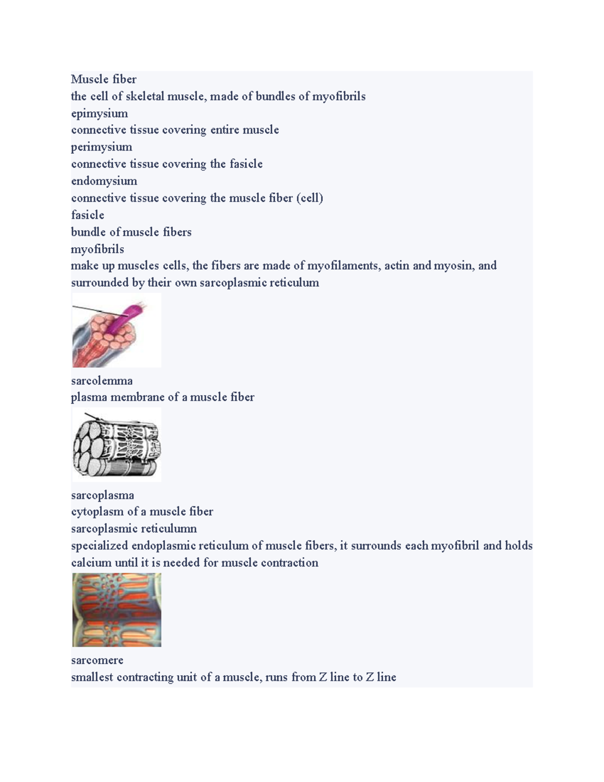 Phys 2 - practice materials - Muscle fiber the cell of skeletal muscle ...