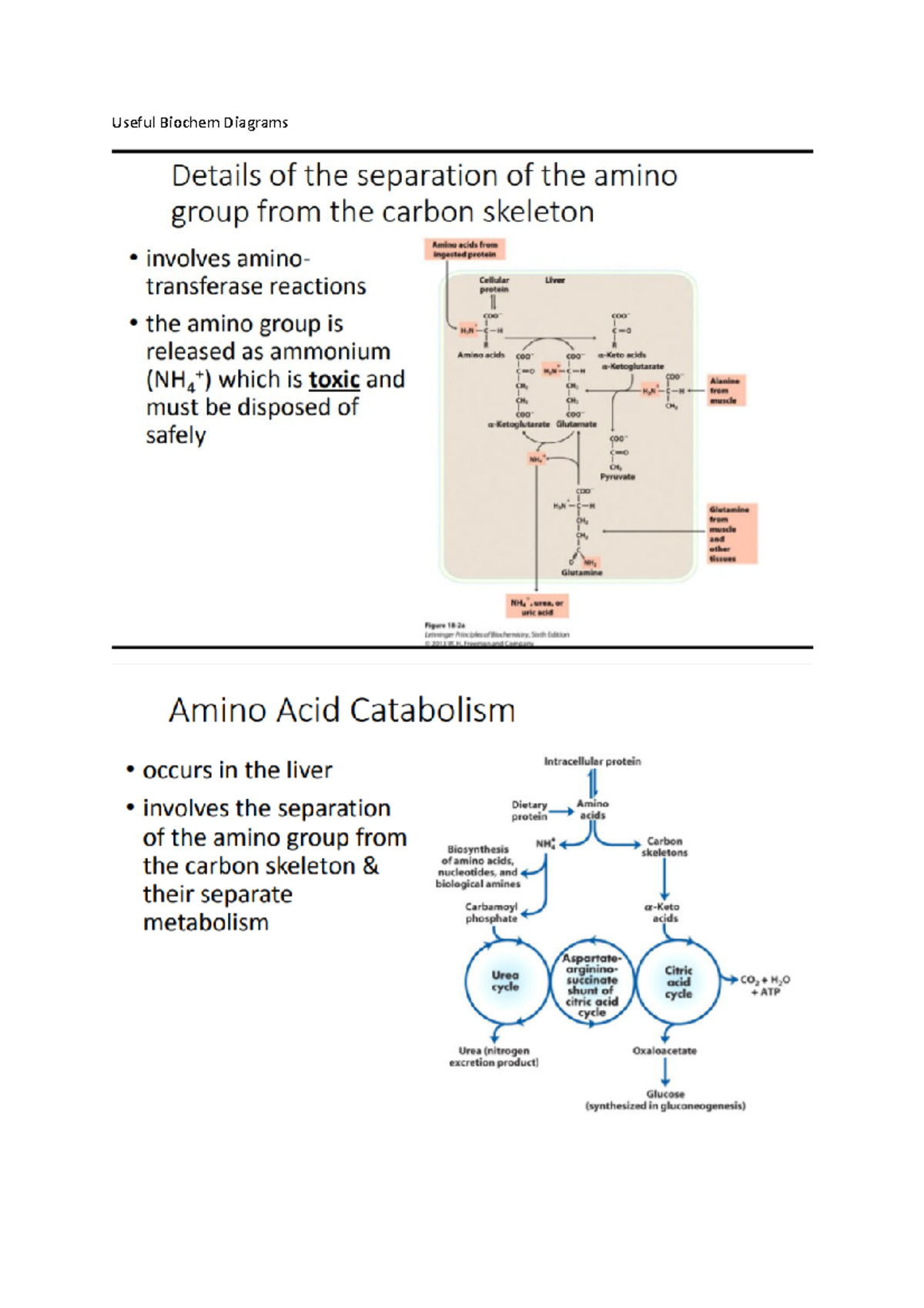 Useful Biochem Diagrams - BIOL2771 - Studocu