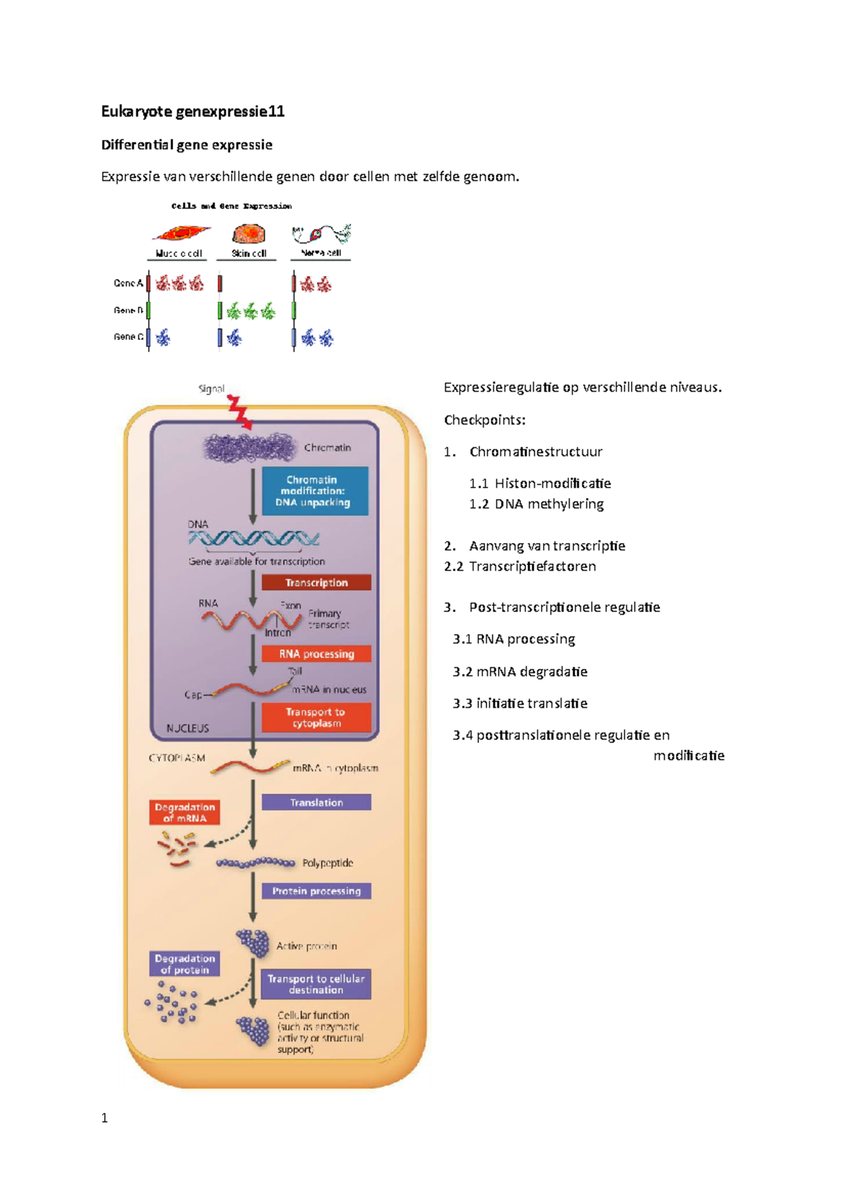 Samenvatting eukaryote genexpressie - Eukaryote genexpressie ...
