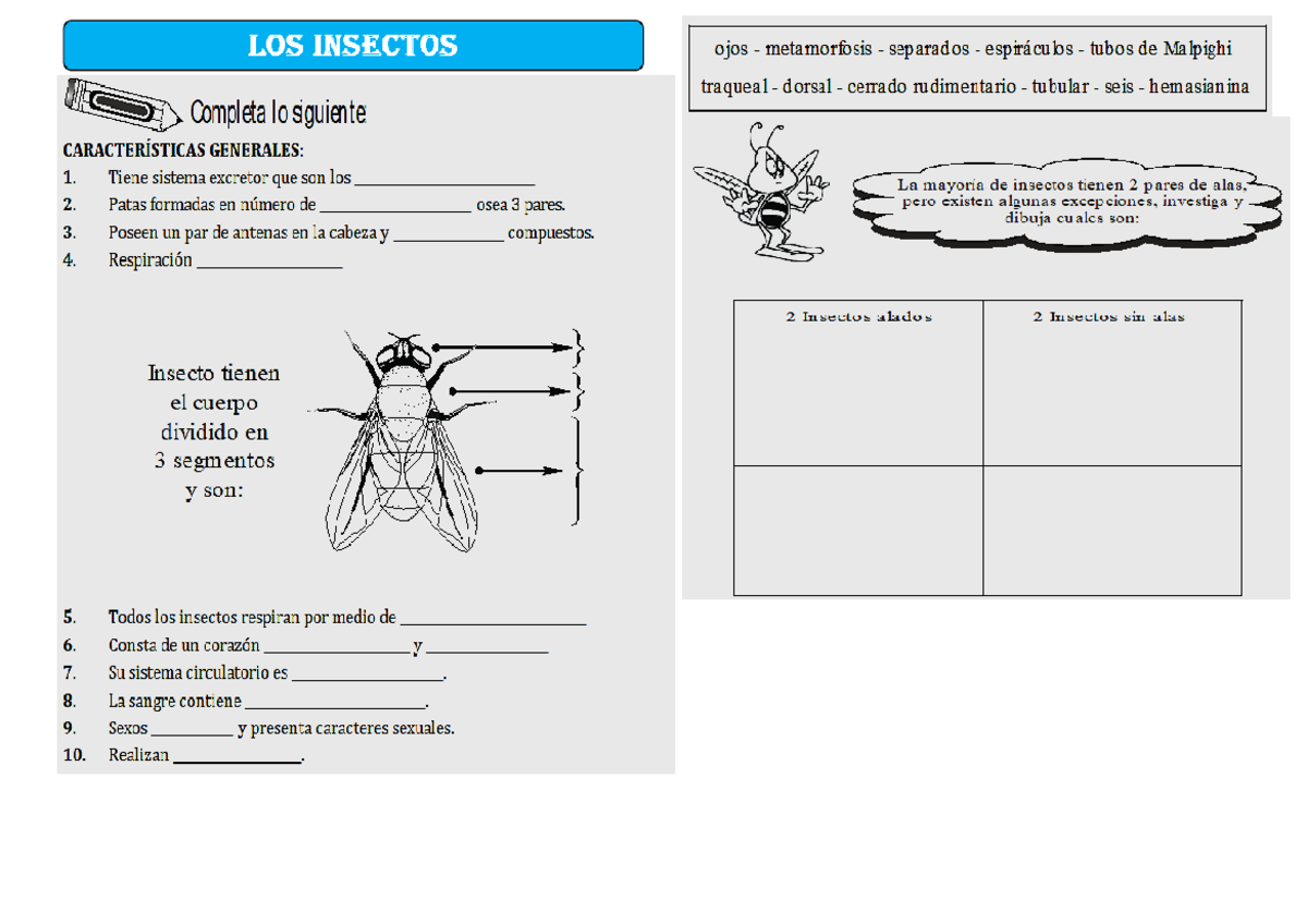 Ficha de ciencia-insectos - practica docente - Studocu