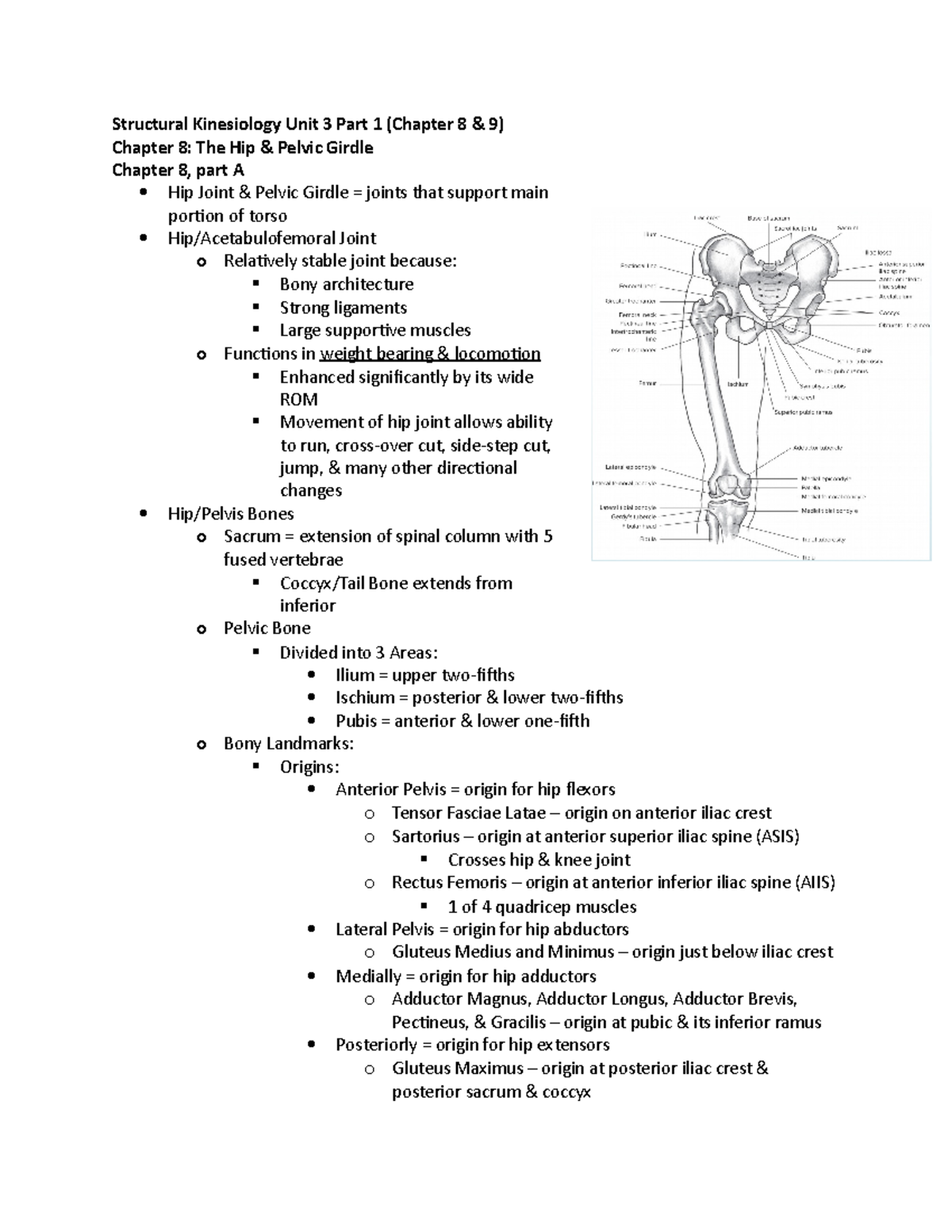 Struct. Kins. Hip and Pelvic Girdle Notes - Structural Kinesiology Unit ...