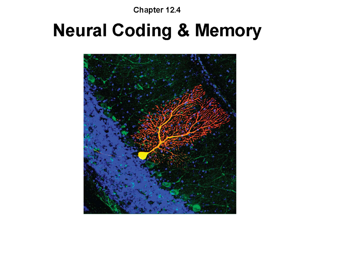 C12 4 Neural Coding W2020 Chapter 12 Neural Coding And Memory Do We