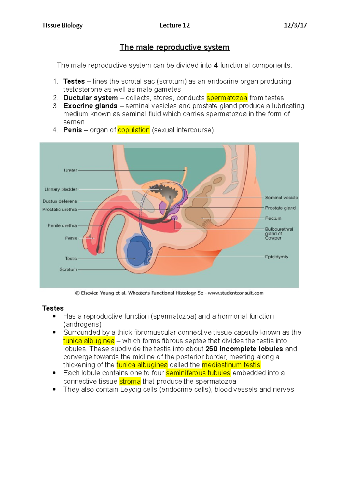 The male reproductive system - Tissue Biology Lecture 12 12/3/17 The ...