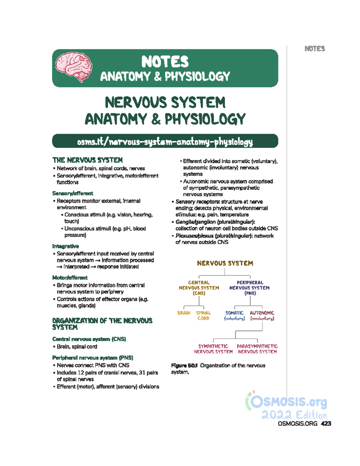 Anatomy and Physiology of the Nervous System - Studocu