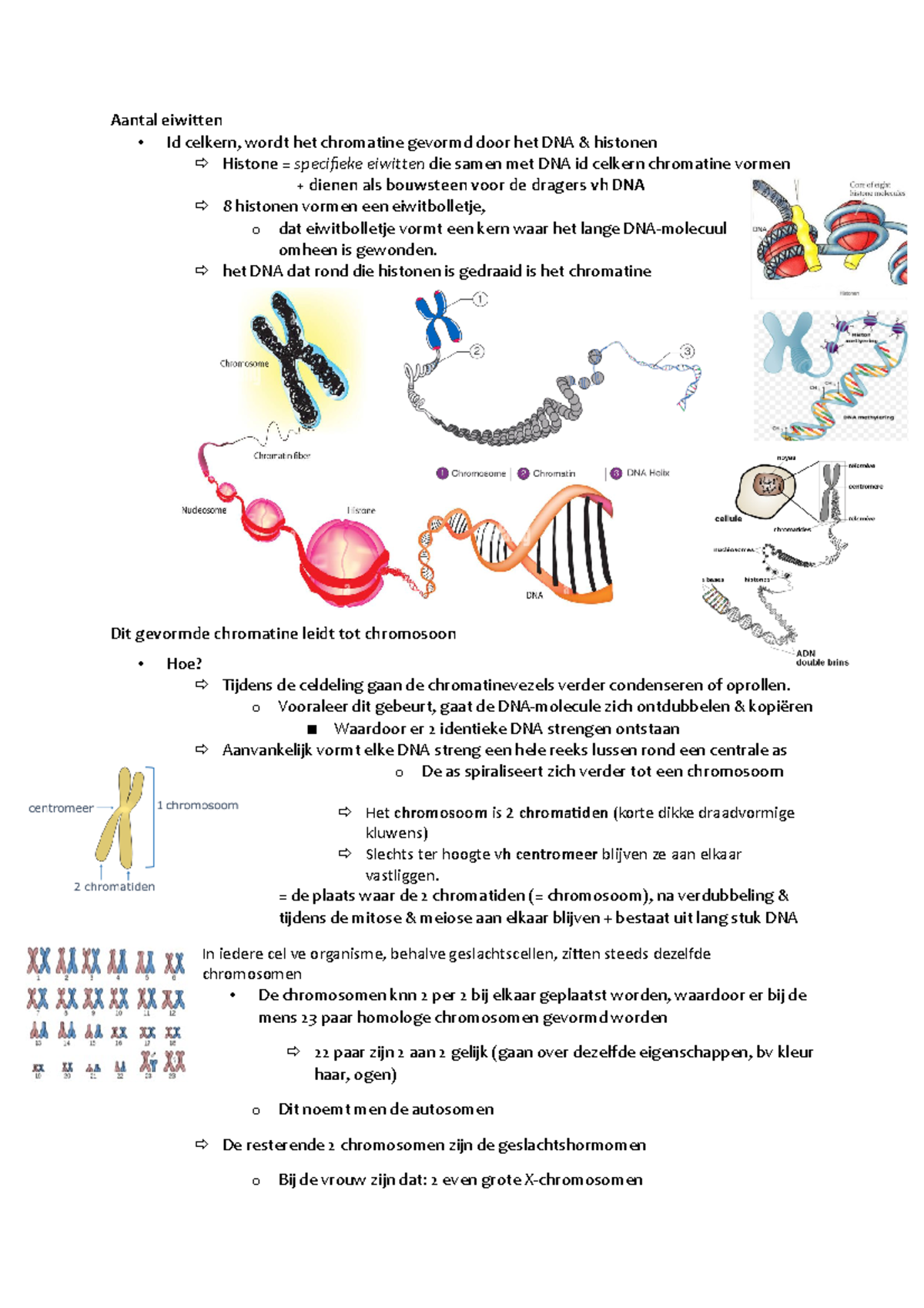 Chromatine tot chromosoon - Aantal eiwitten - Id celkern, wordt het ...