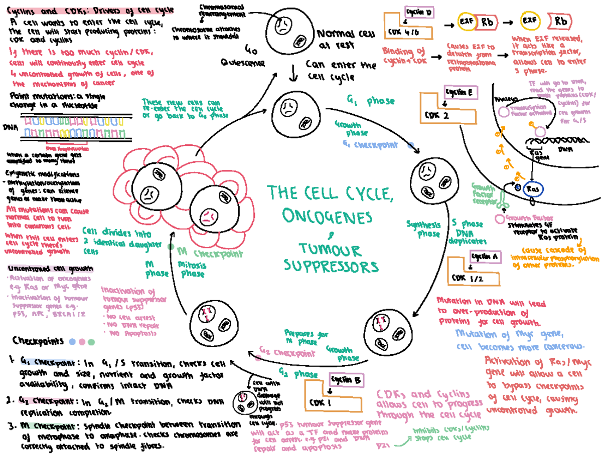 Oncogenetics - A summary on the cell cycle, oncogenes and tumour ...