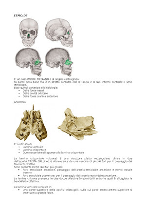 OSSO Mascellare - INDICE: - anatomia dell'osso - articolazioni ...