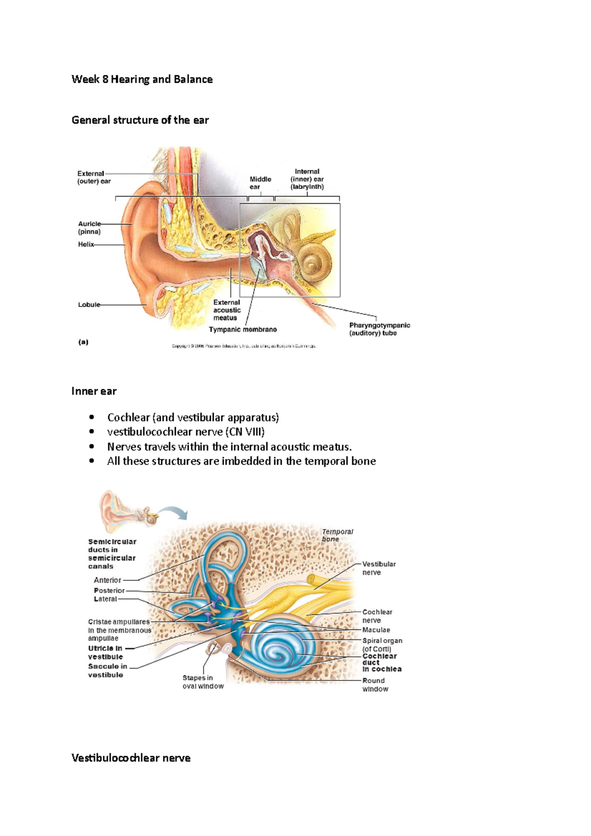 Hearing and Balance Week 8 - Week 8 Hearing and Balance General ...
