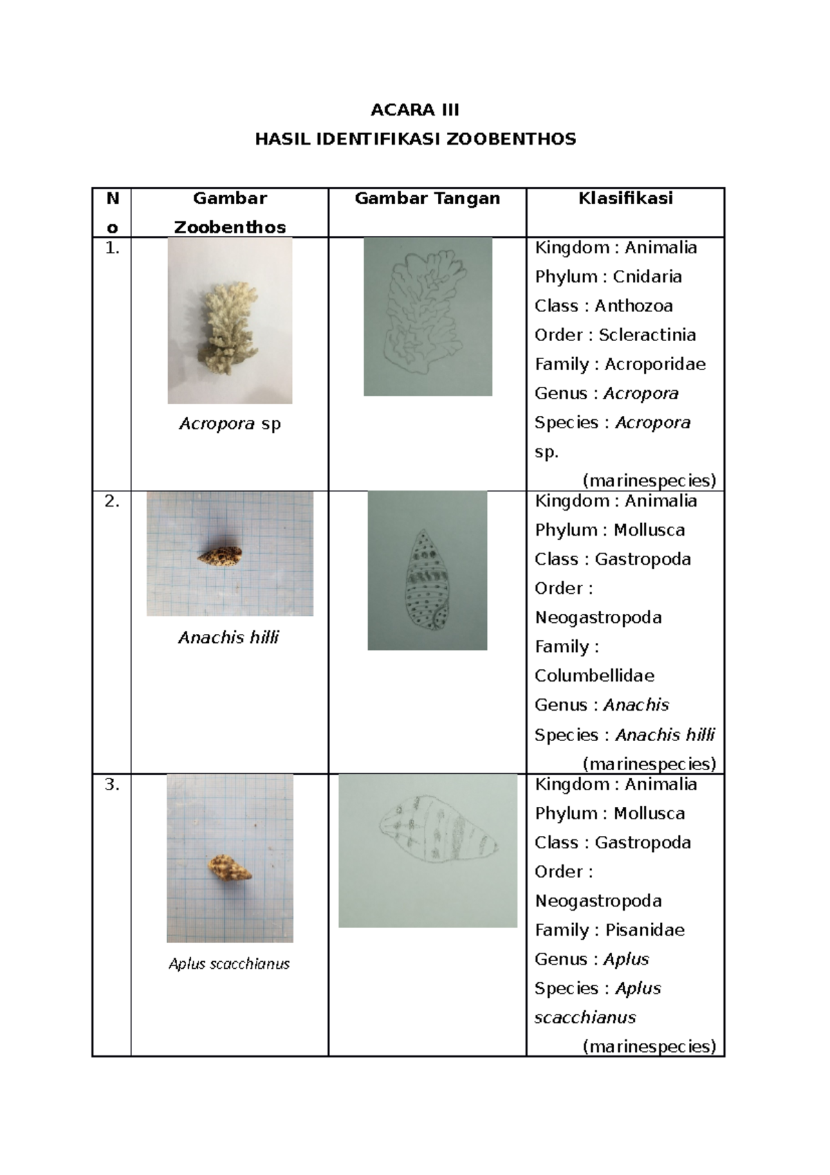 Identifikasi benthos - ACARA III HASIL IDENTIFIKASI ZOOBENTHOS N o Gambar Zoobenthos Gambar ...