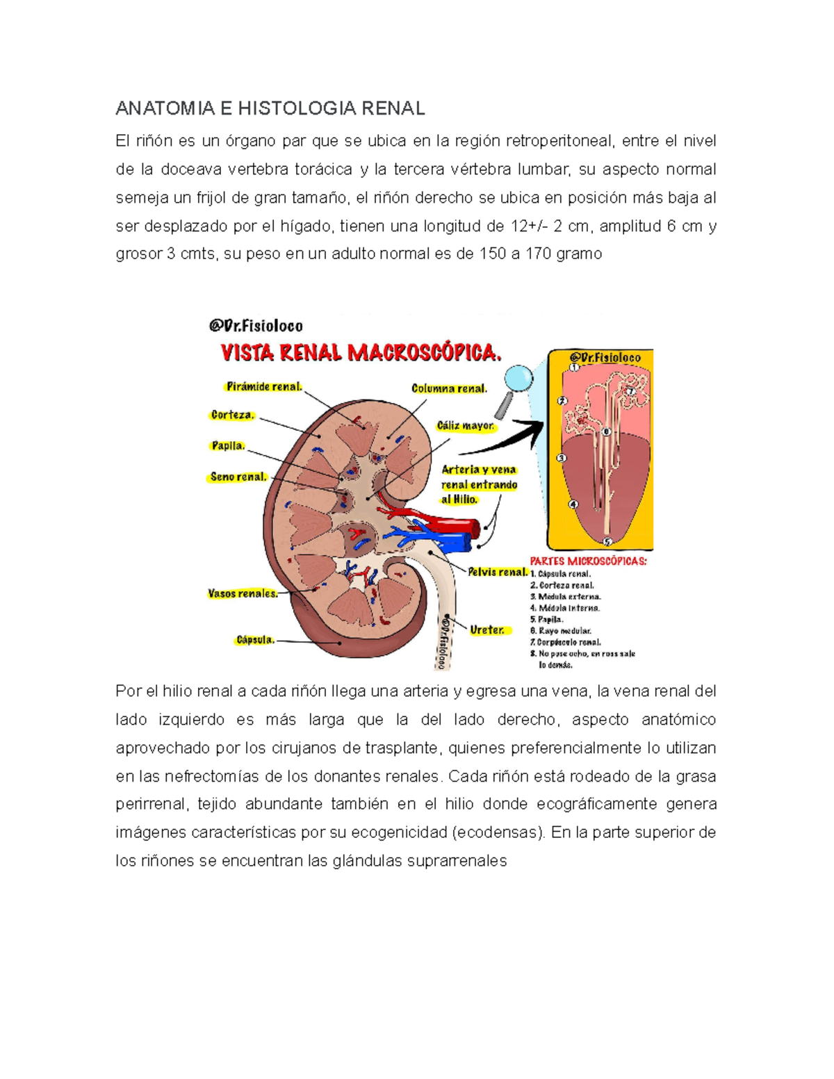Anatomia Renal - resumen - Nefrología clínica - ANATOMIA E HISTOLOGIA ...