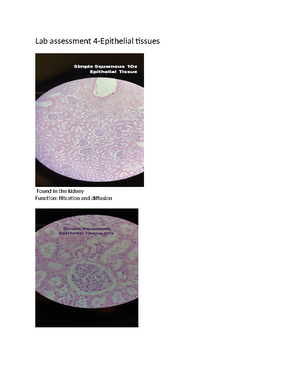 Lab assessment 5 - connective tissue - Lab assessment 5-Connective ...