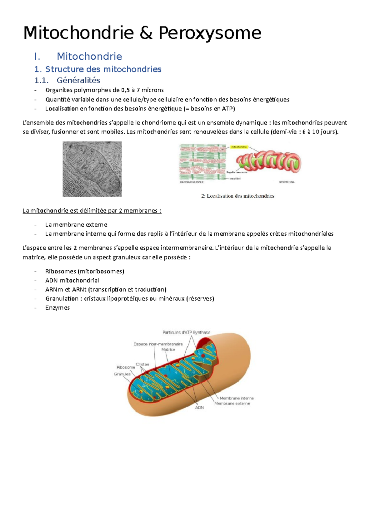 Mitochondrie et peroxysome - Mitochondrie & Peroxysome I. Mitochondrie ...