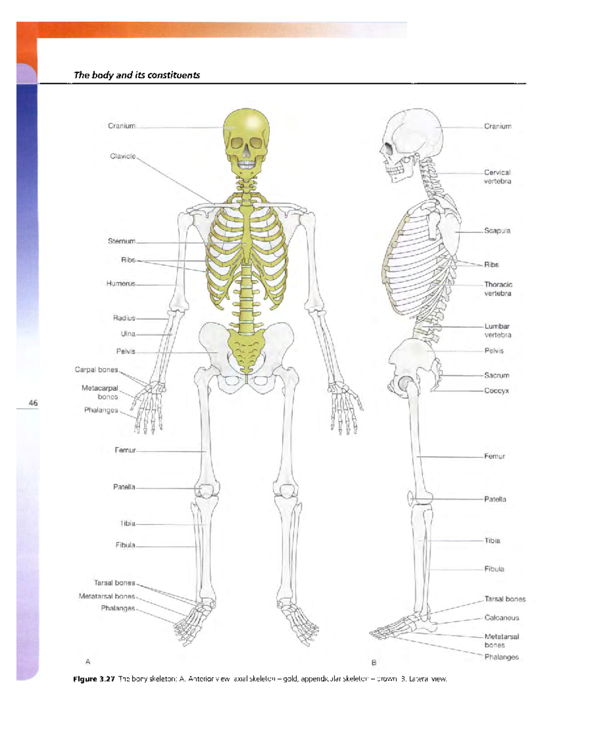 Human-Anatomy and Physiology 74 - The body and its constituents 46 ...