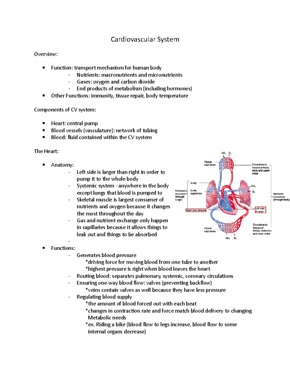 The Cardiovascular System - Cardiovascular System Overview: Function ...