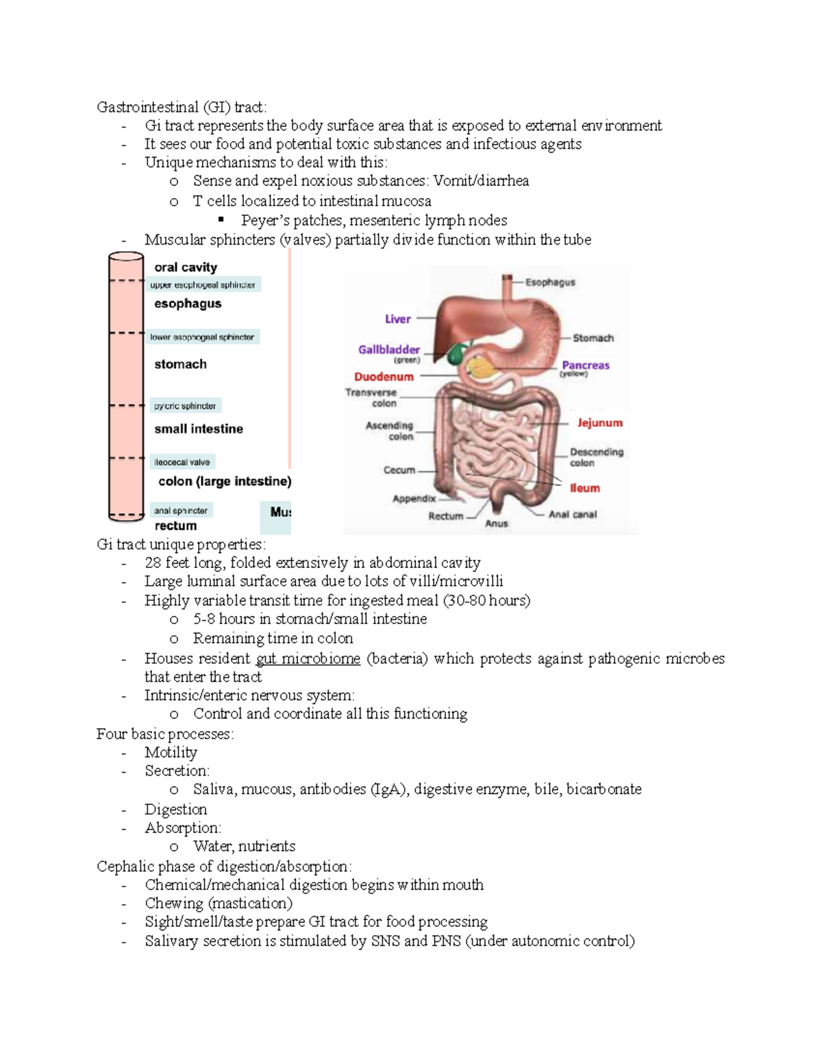 Lecture 18 - Gastrointestinal (GI) tract: - Gi tract represents the ...