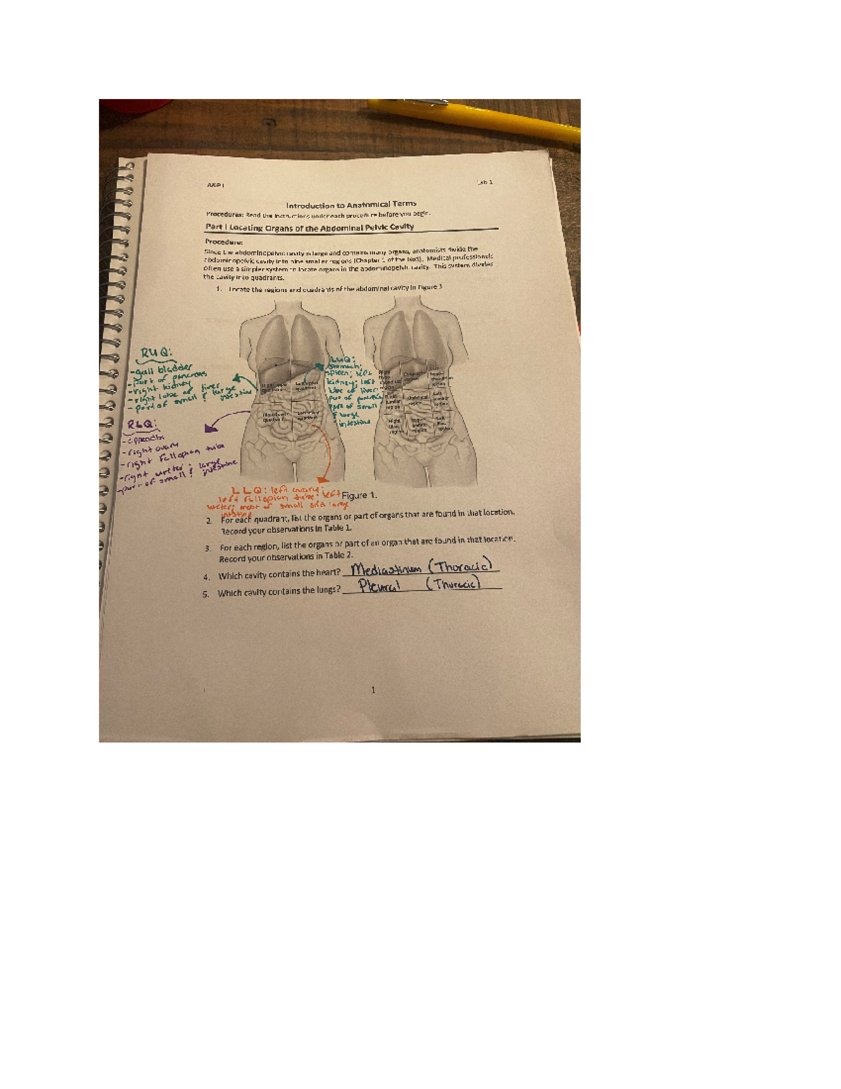 Anatomical terms - Assignment answers for Anatomy and Physiology lab ...