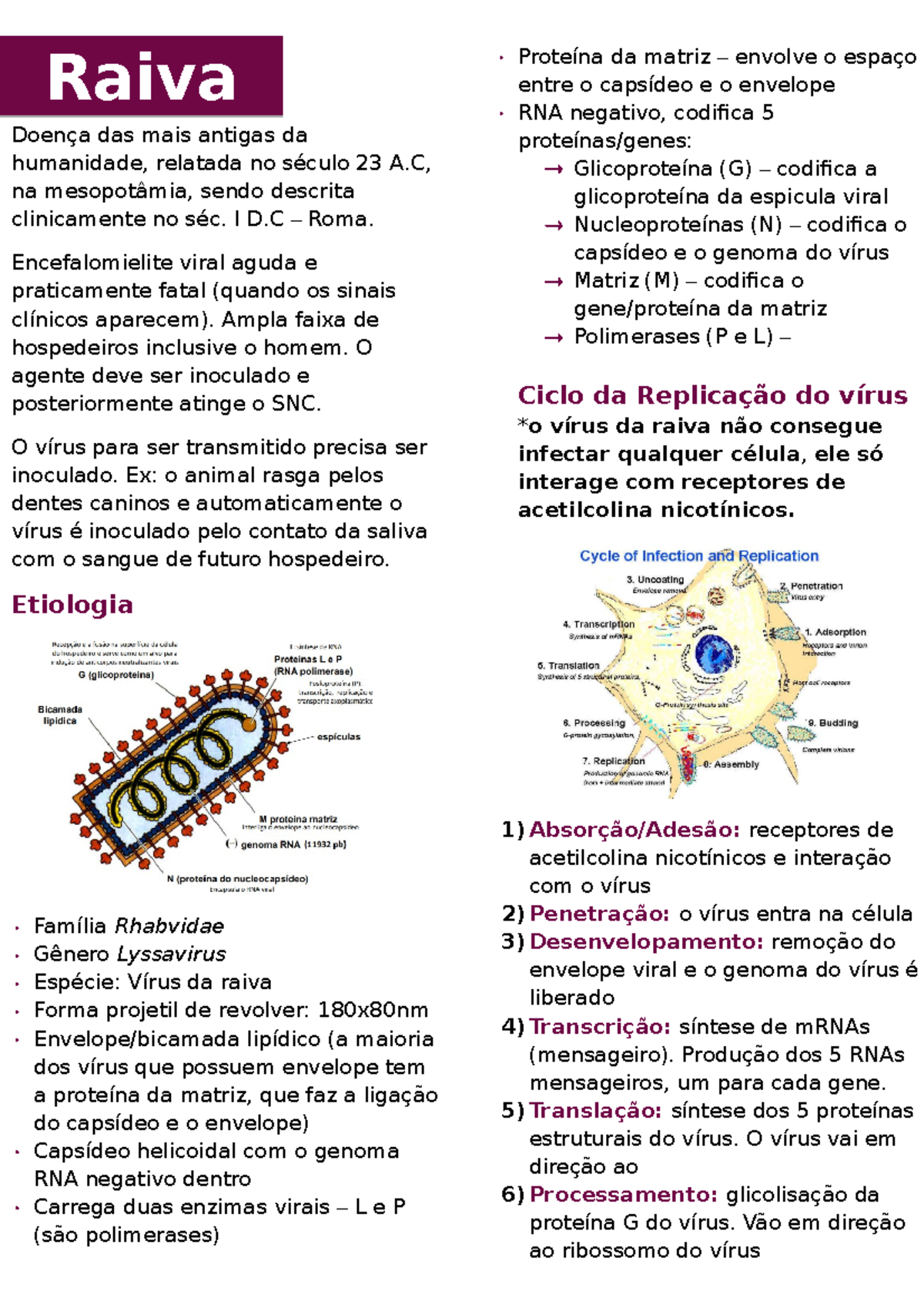 Raiva - Virus e Viroses de importância Médico Veterinária - Doença das ...
