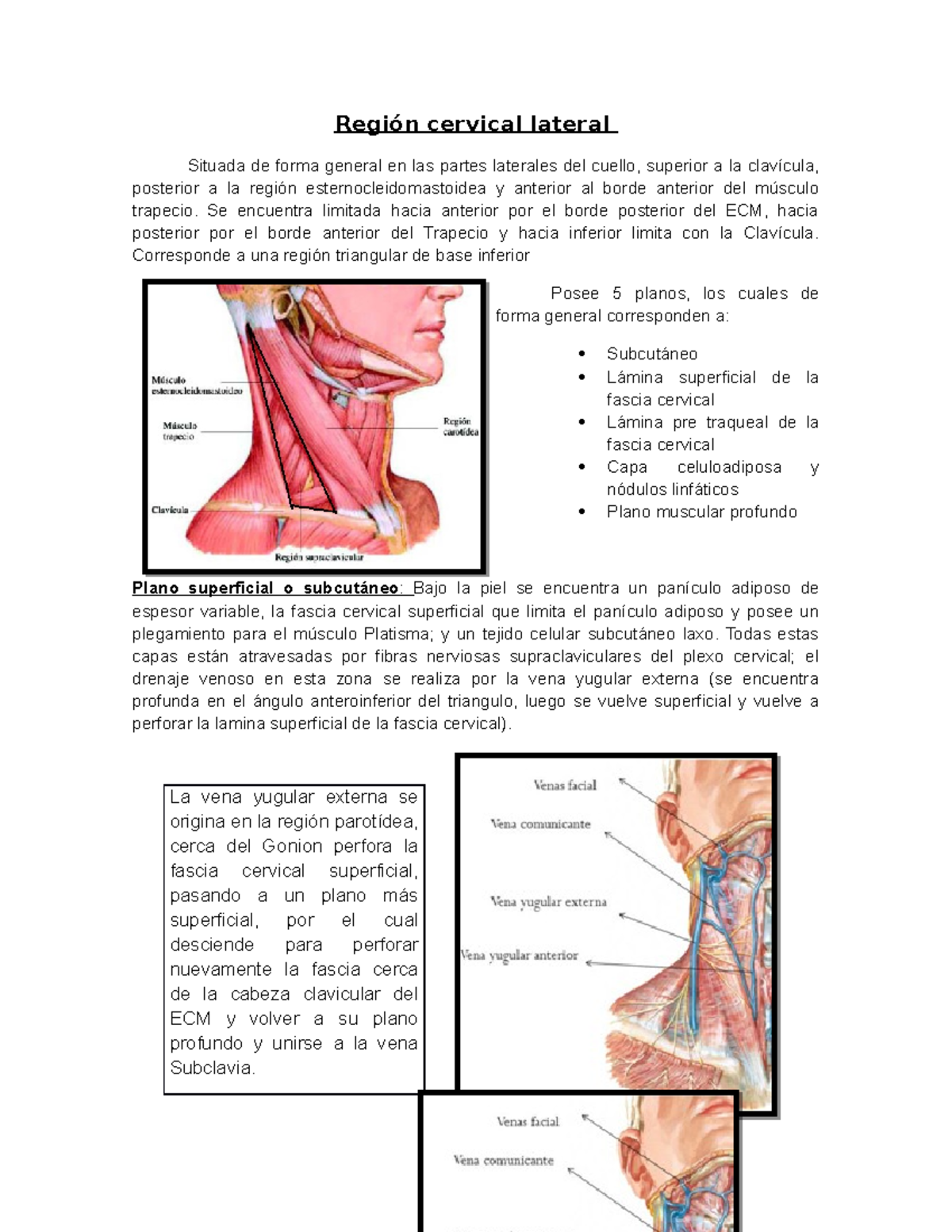Regiones cervicales lateral y posteior - cervical lateral Situada de ...