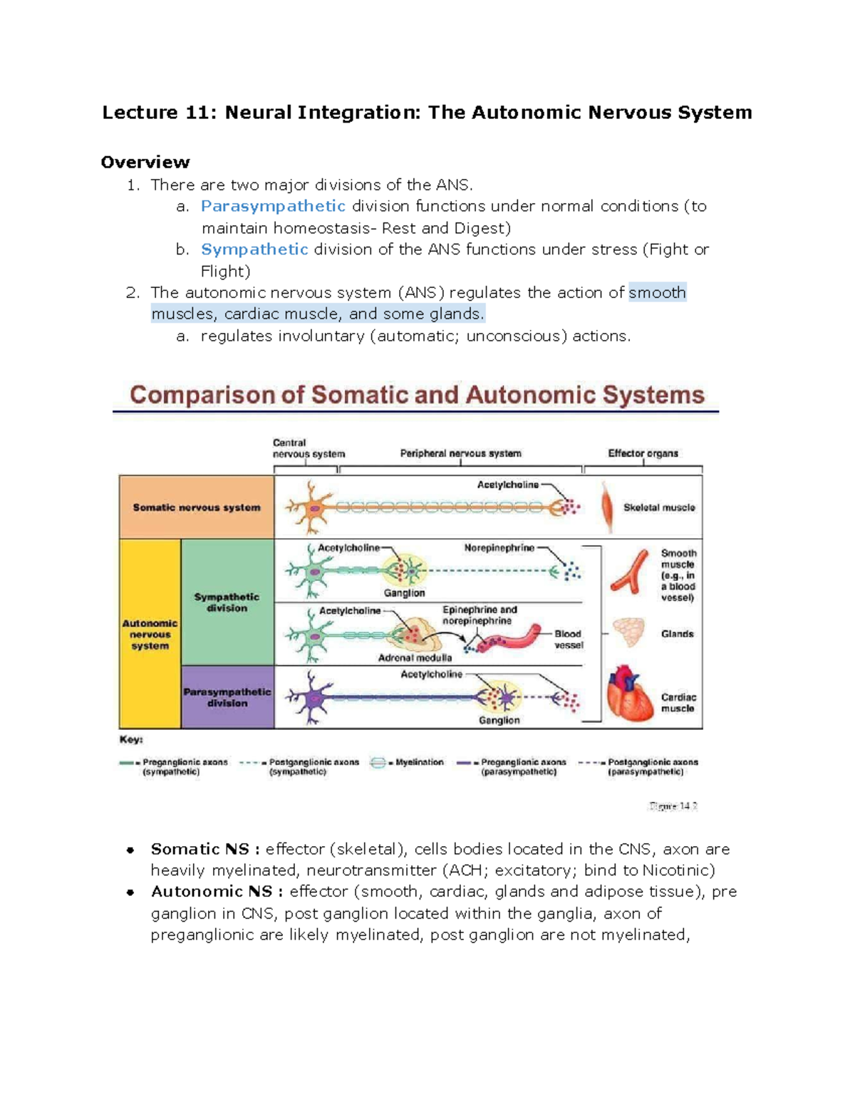 Lecture 11 Neural Integration The Autonomic Nervous System - BIOL 2401 ...