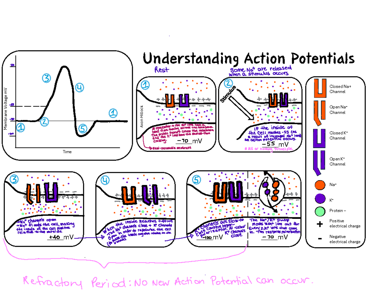 Action potential worksheet - PSYC 1020 - _____mV Axon Hillock _____mV ...